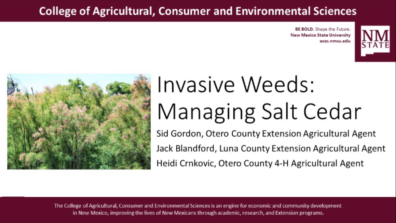 Invasive Weeds: Managing Salt Cedar - YouTube