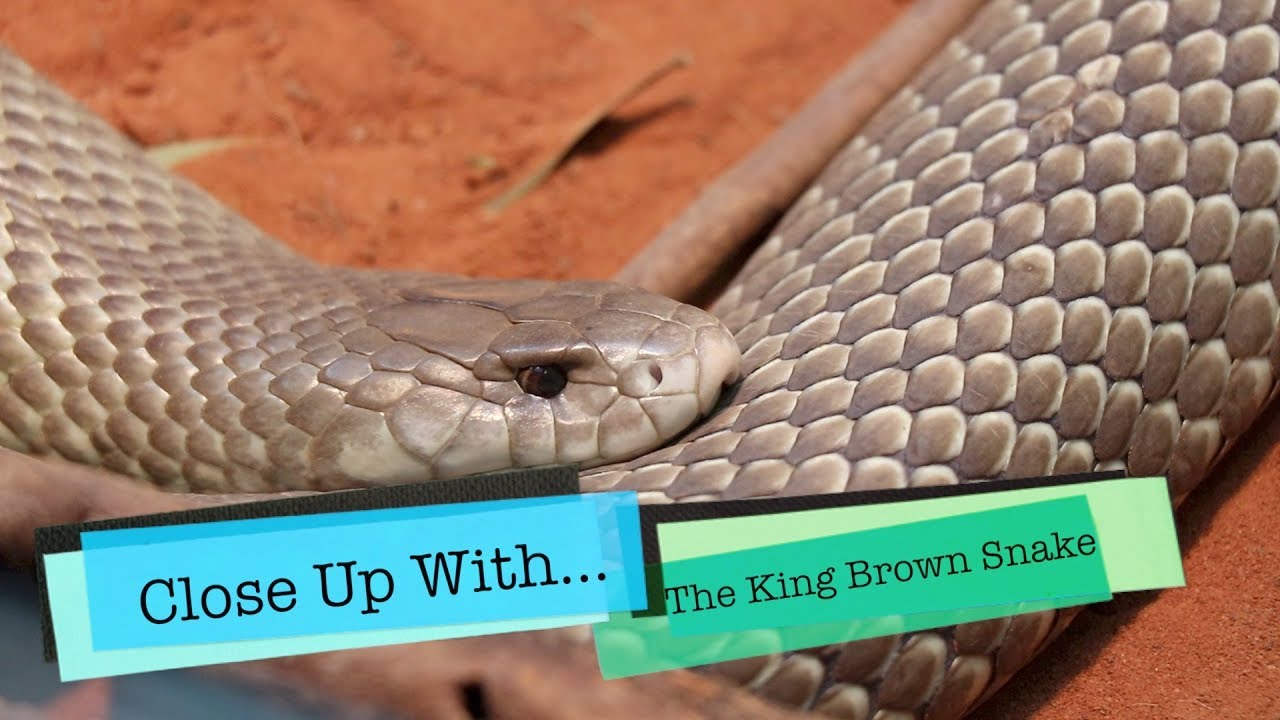 KING BROWN SNAKE aka MULGA SNAKE CLOSE UP! Encounters with the World's ...
