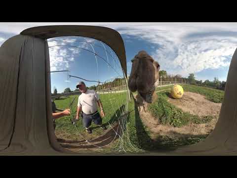 Brantford Twin Valley Zoos Virtual Tour! - YouTube
