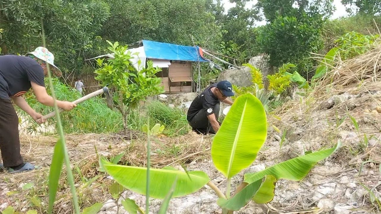 Weeding, planting cassava & taro/my son goes fishing 🥰 - YouTube