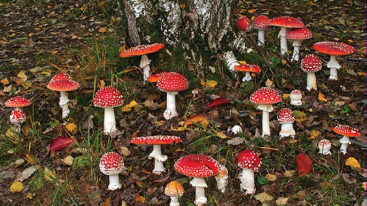 Royksopp - Vision One (instrumental) [rare original release version ...