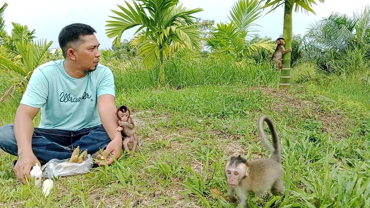 three cute and adorable baby monkeys playing and having fun with daddy ...