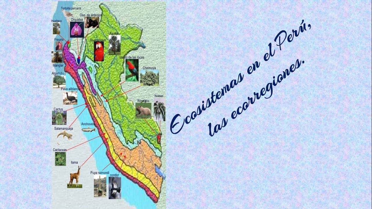 Ecosistemas en el Perú - YouTube