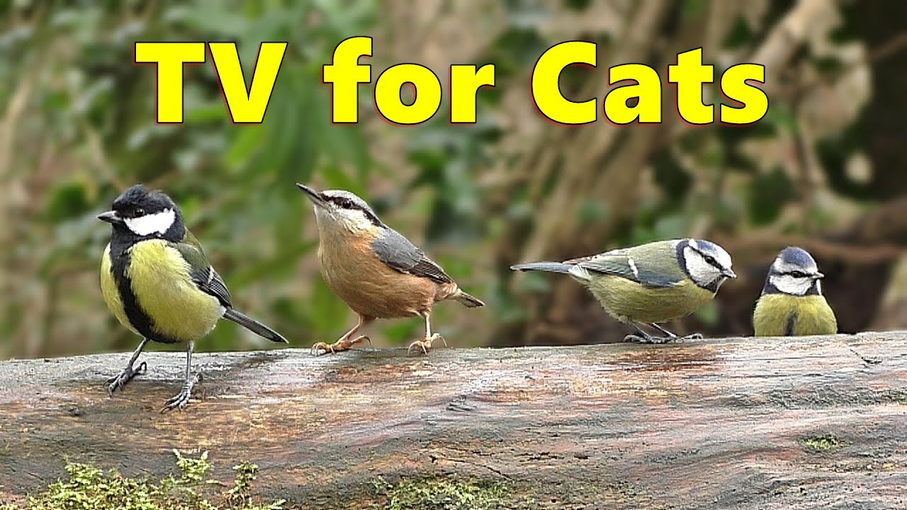 Birds for Cats to Watch ~ Cat Entertainment TV ⭐ 8 HOURS ⭐ - YouTube