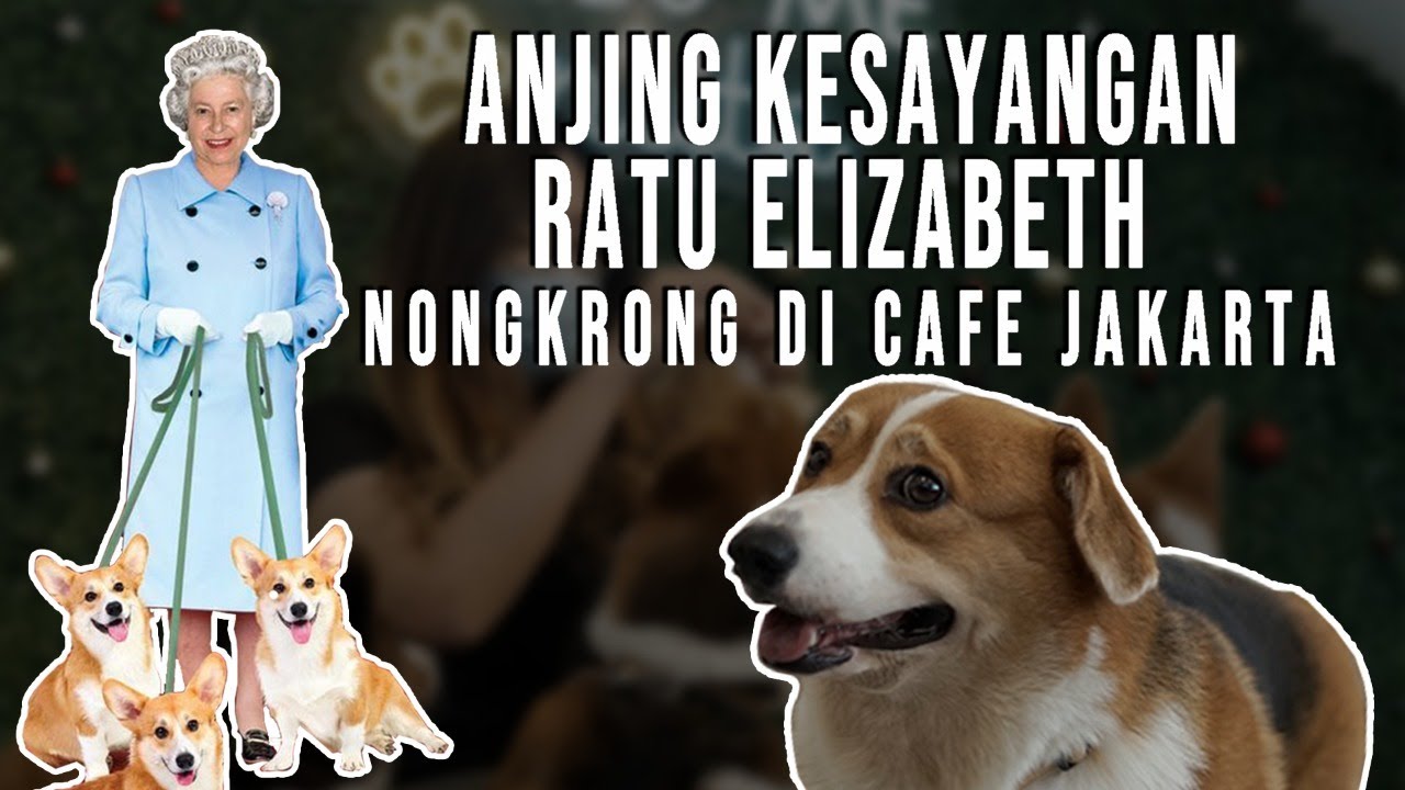 ANJING KESAYANGAN RATU ELIZABETH NONGKRONG DI CAFE JAKARTA - YouTube