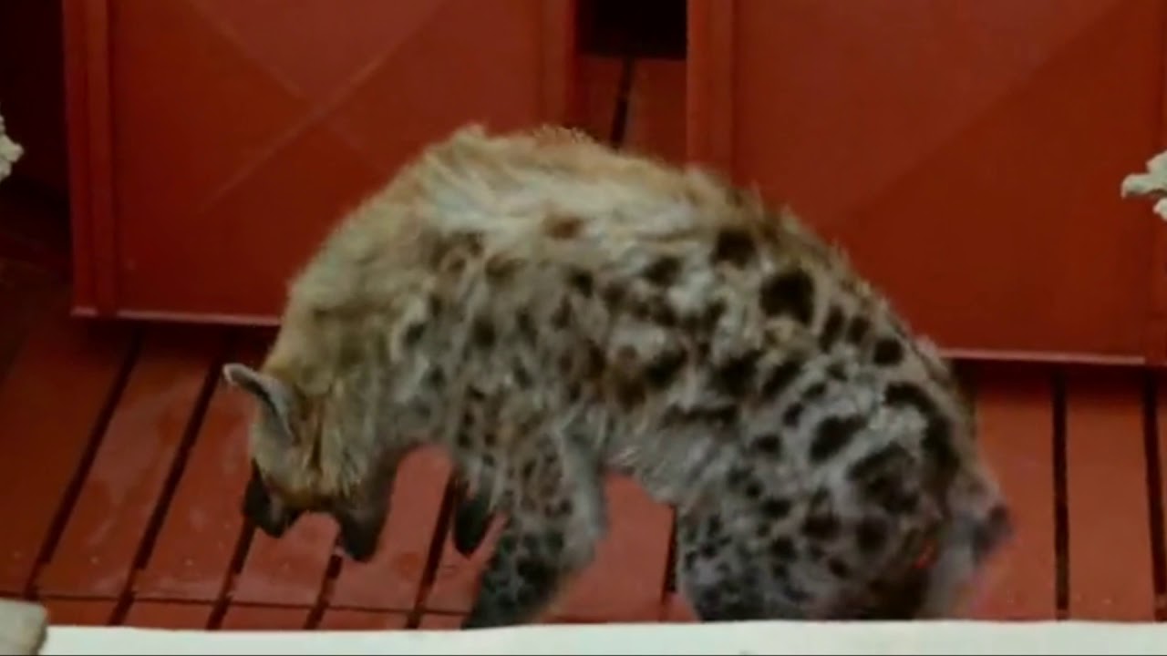 Life of Pi hyena vomit - YouTube
