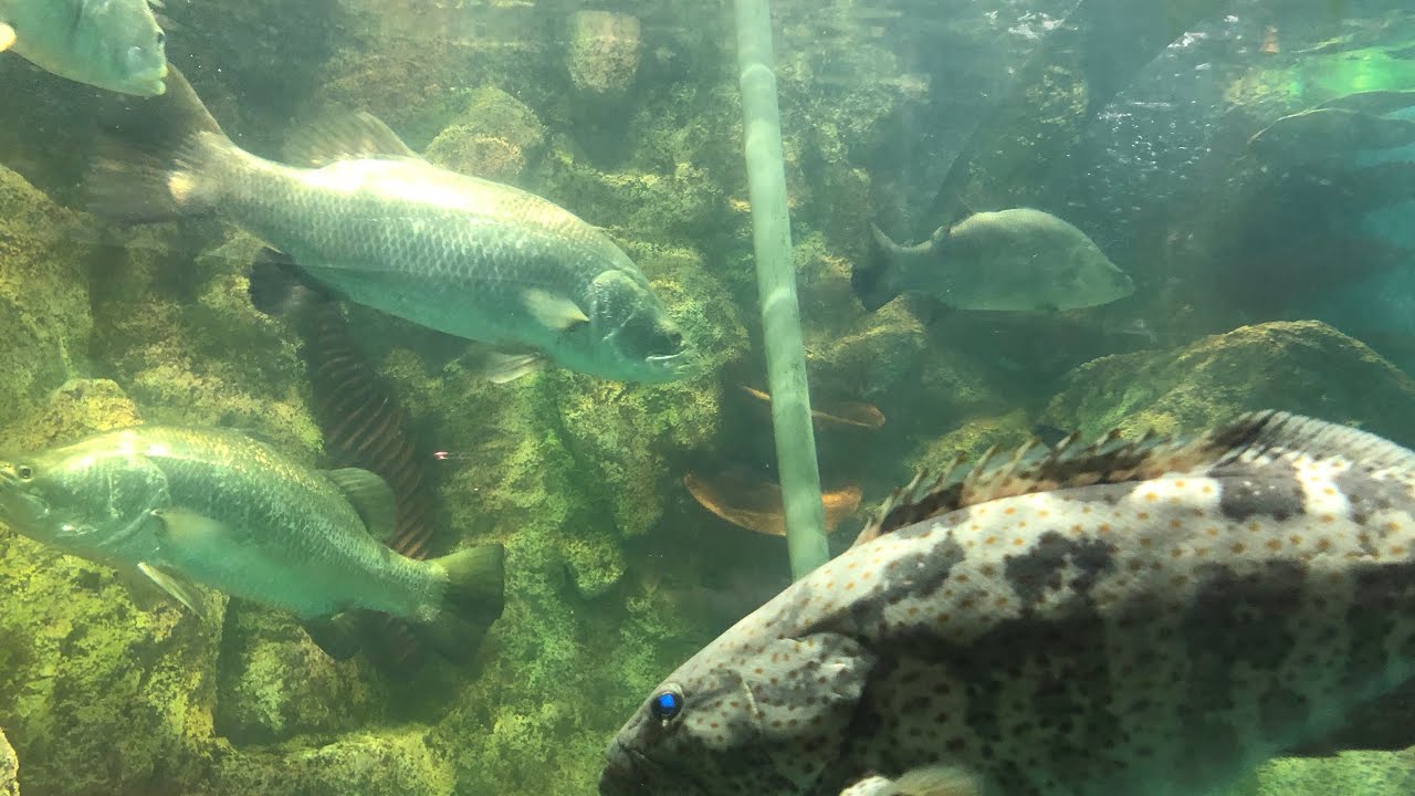 Radiant Fish World Aquarium # Cox’s Bazar. - YouTube