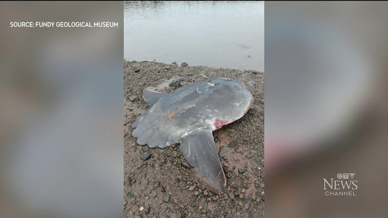 Holy mola! Massive sunfish rescued near Bay of Fundy - YouTube