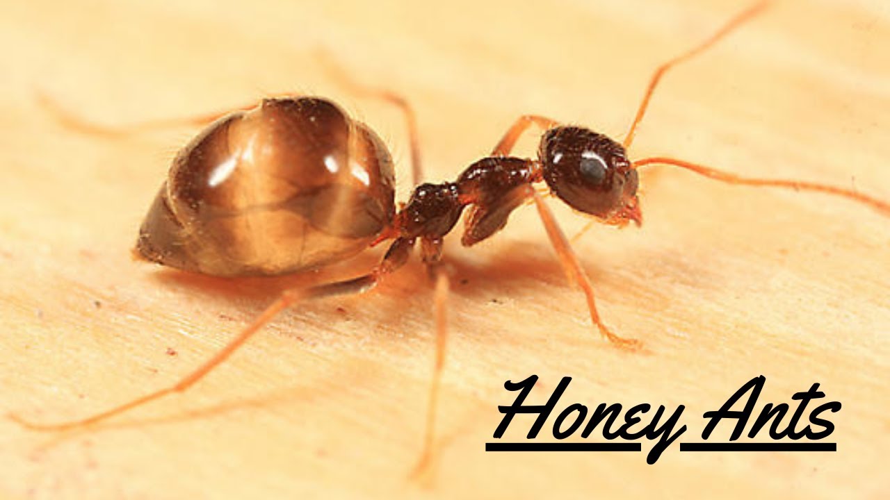 Nature's Sweetest Store Keeper Honey Ants - YouTube
