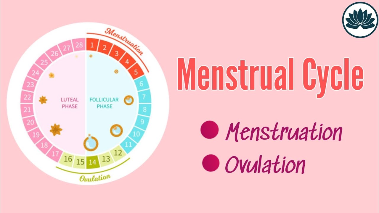 Menstrual Cycle | Ovulation | GCE O Level | Biology - YouTube