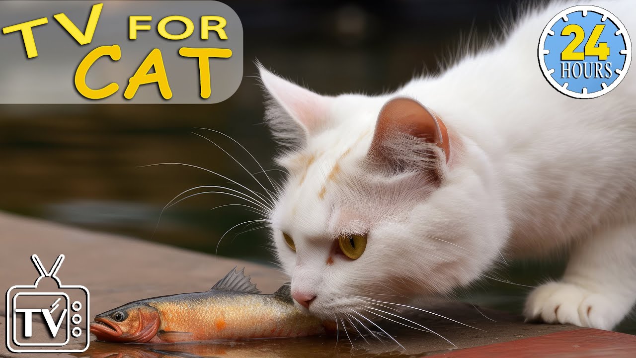 24 Hours of Cat TV for Cats to Watch 😺 Music for Nervous Cats and ...