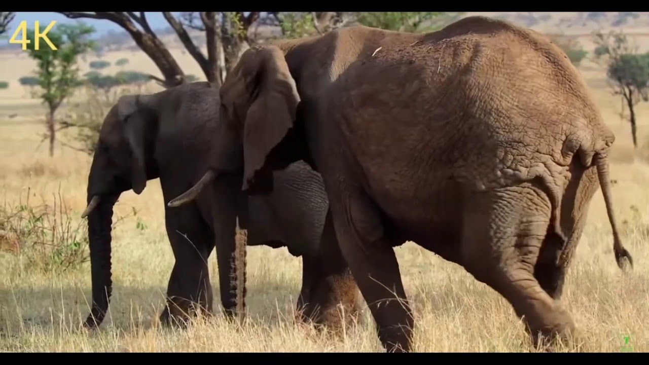 Africa Wild Animal's in Nature 4K Ultra HD - YouTube