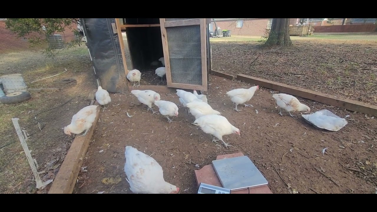 8 weeks old Cornish cross american bresse mix chicks weigh-in update ...
