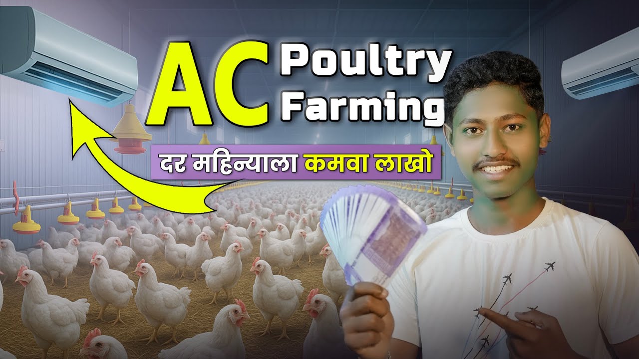 दर महिन्याला लाखोंची कमाई | AC Poultry Farming ची गुपितं उघडलं! - YouTube
