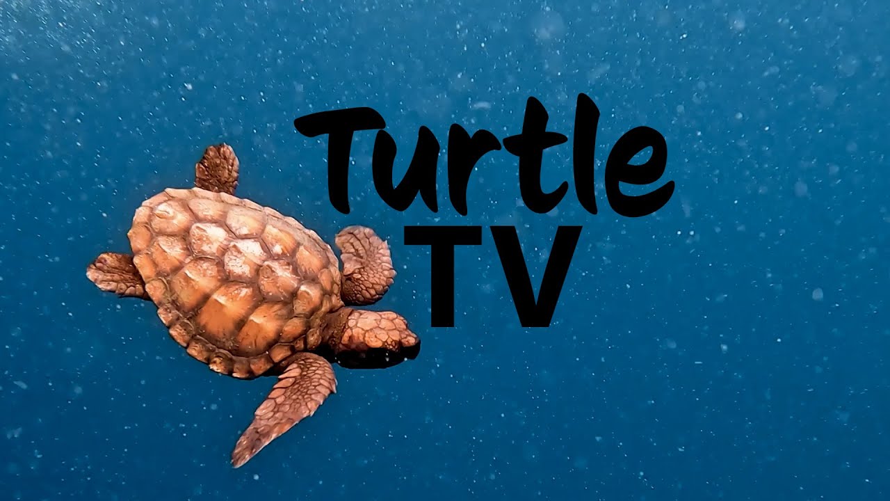 Turtle TV Chapter 6 - YouTube