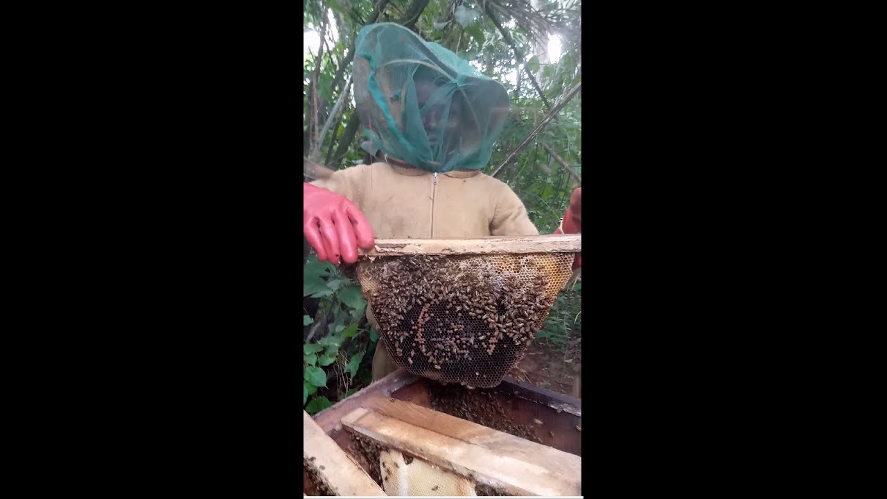 MY BEGINNING AS A BEEKEEPER - YouTube