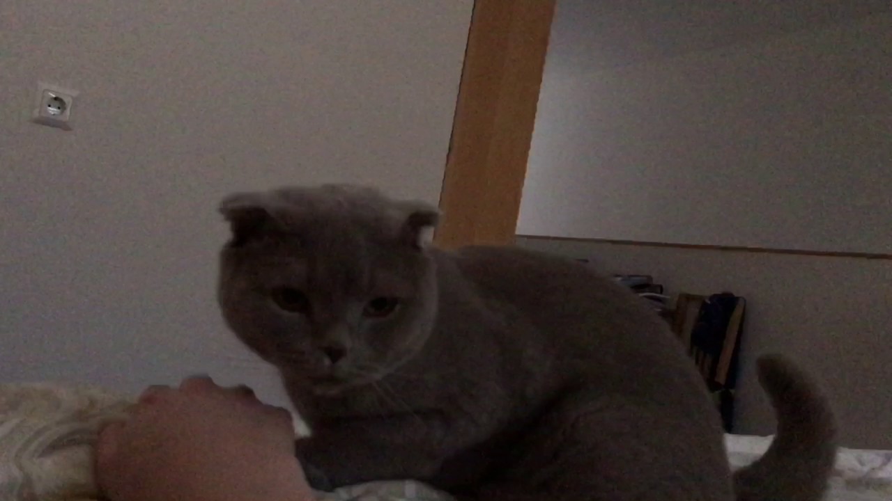 Sochi The Cat: is it love? / s04.e03 HD - YouTube