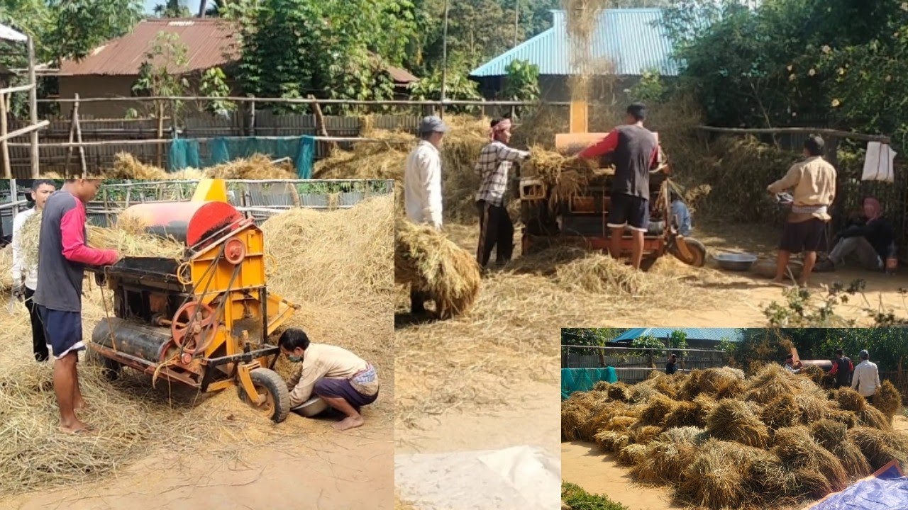 Boma machine rice tree cutting __ rice tree or rice asara machine ...