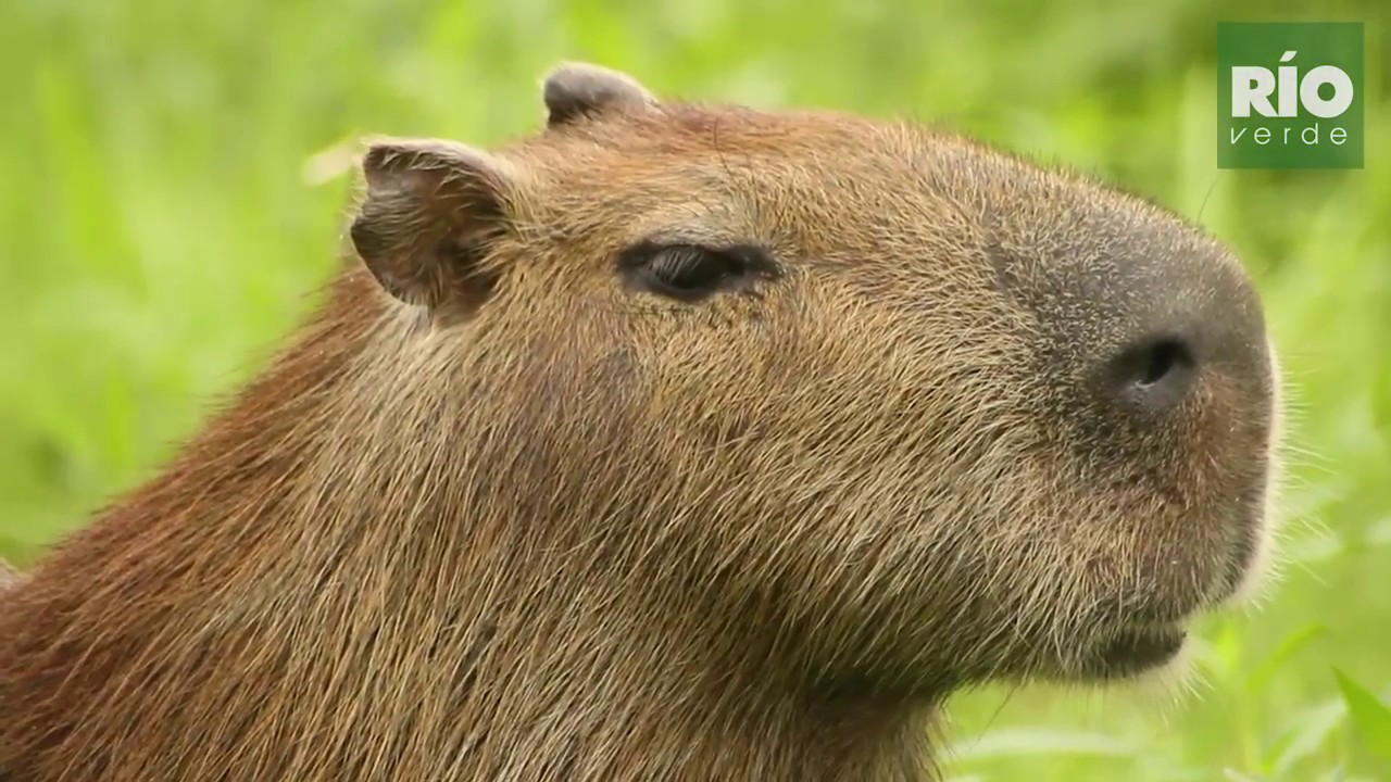 Chigüire o Hydrochoerus hydrochaeris. Micros conocer es proteger. - YouTube