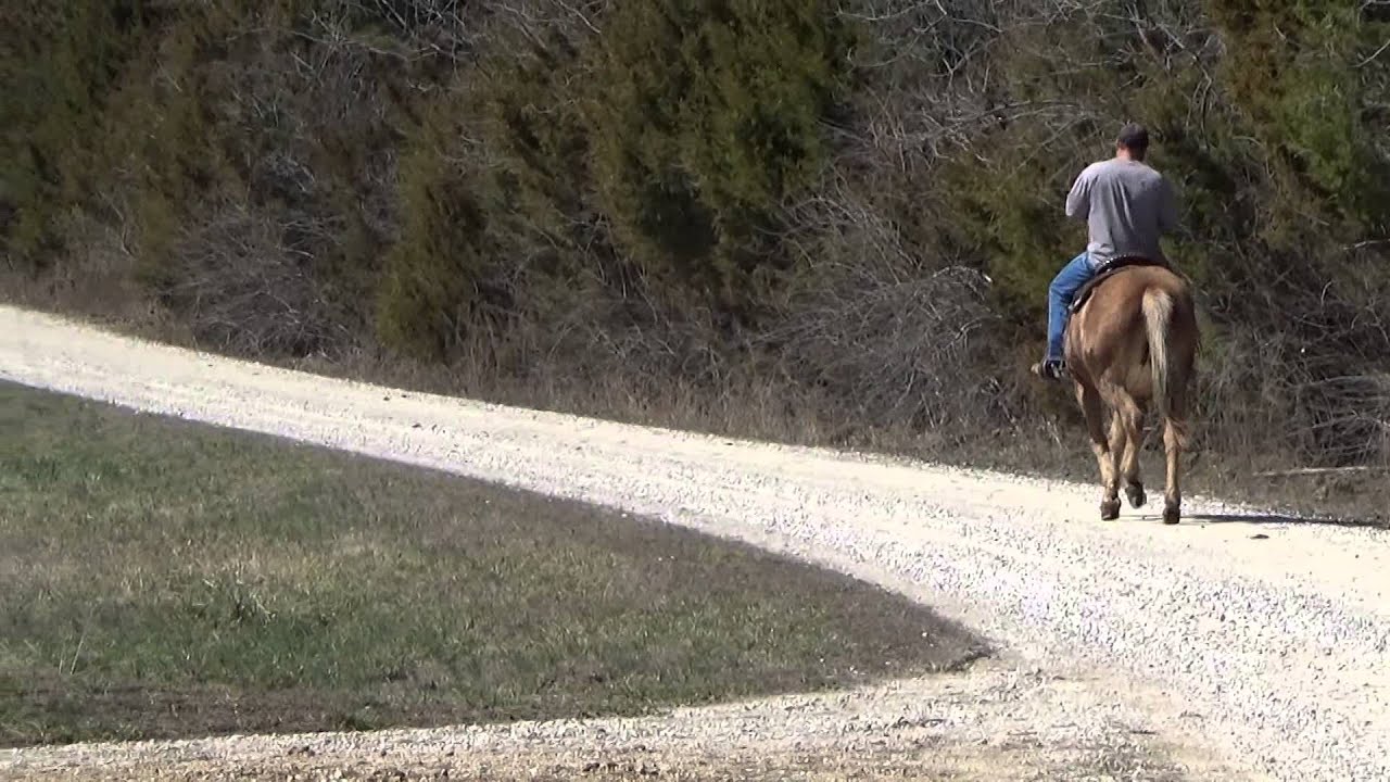 Yellow Mare Mule For Sale - YouTube