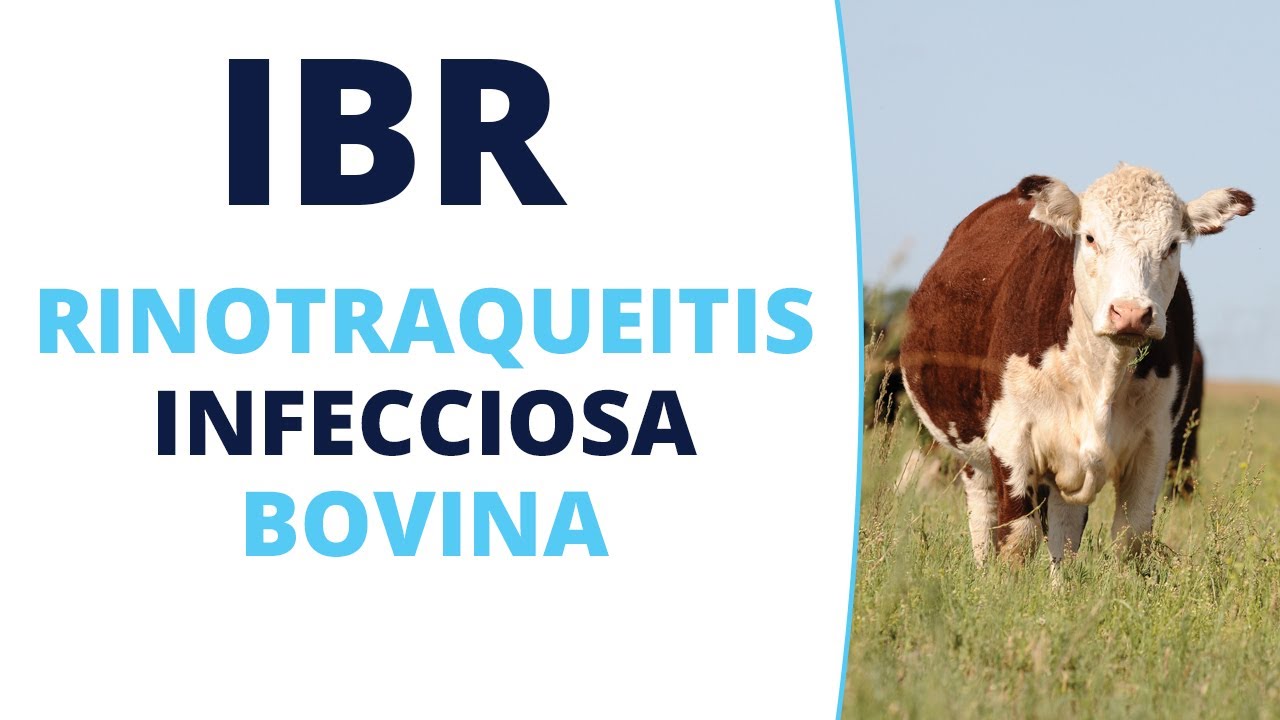 Rinotraqueítis Infecciosa Bovina (IBR) - YouTube