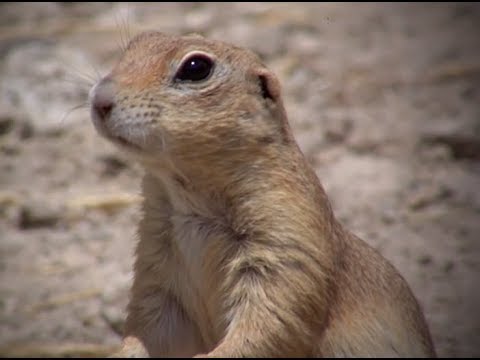 Yeraltında Yaşamlar Gelengi | Fragman