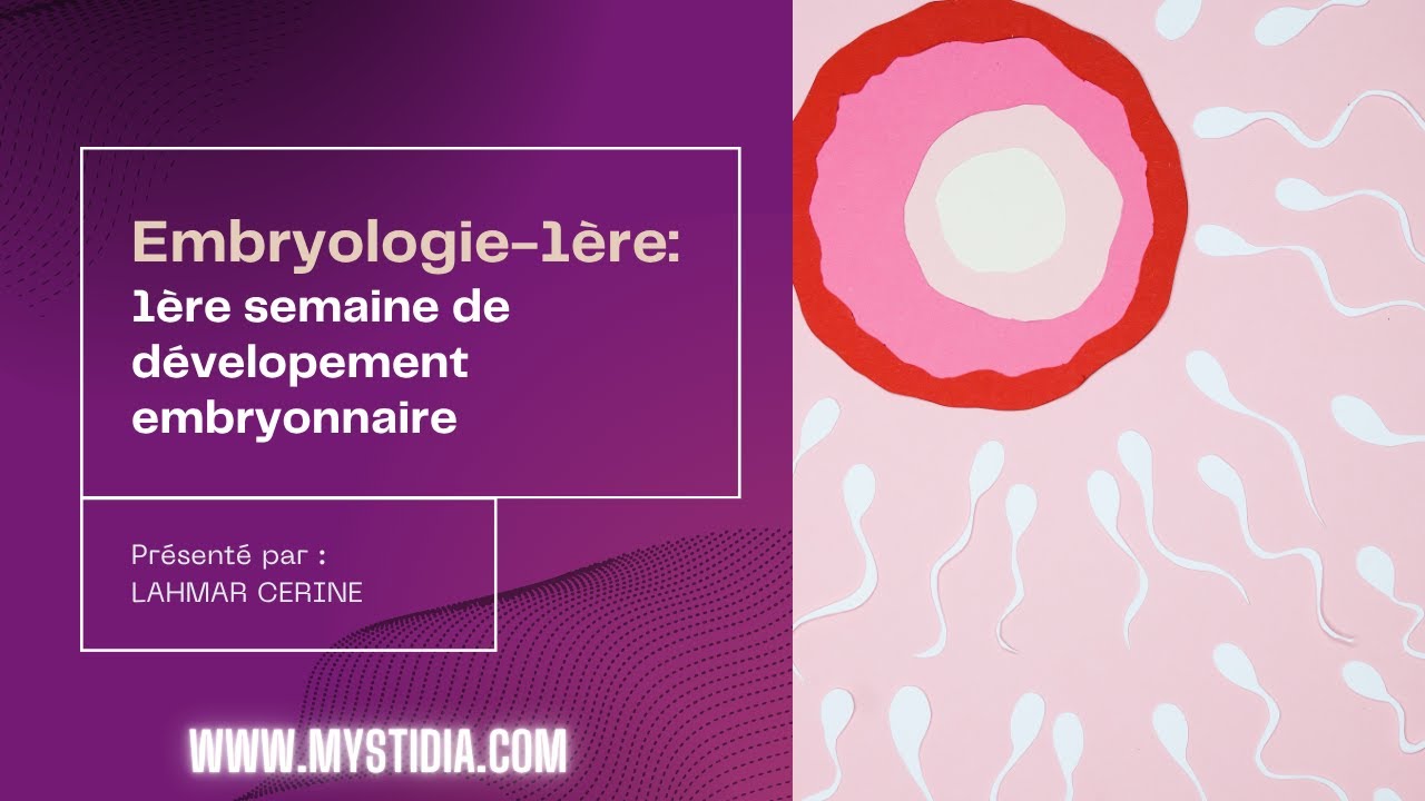 1ère semaine de dévelopement embryonnaire - YouTube