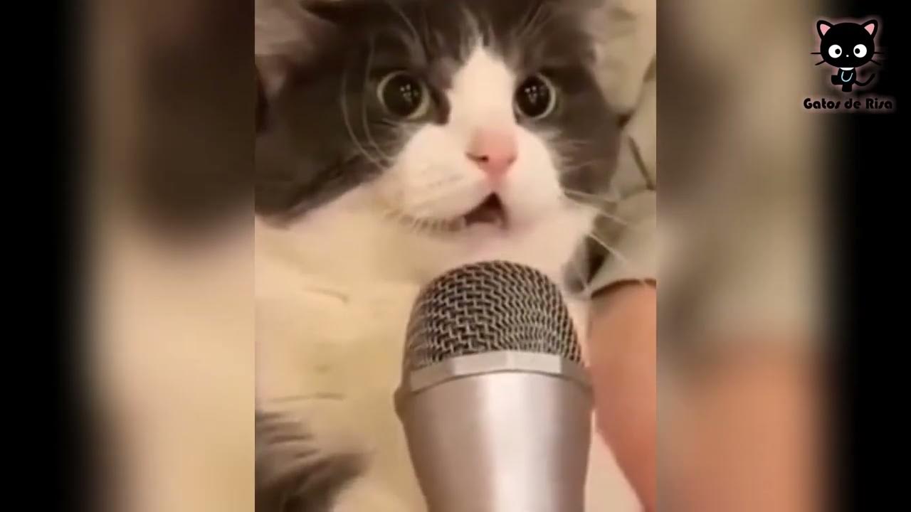 Gatos De Risa Videos De Risa De Gatos Graciosos Xi 17 Youtube