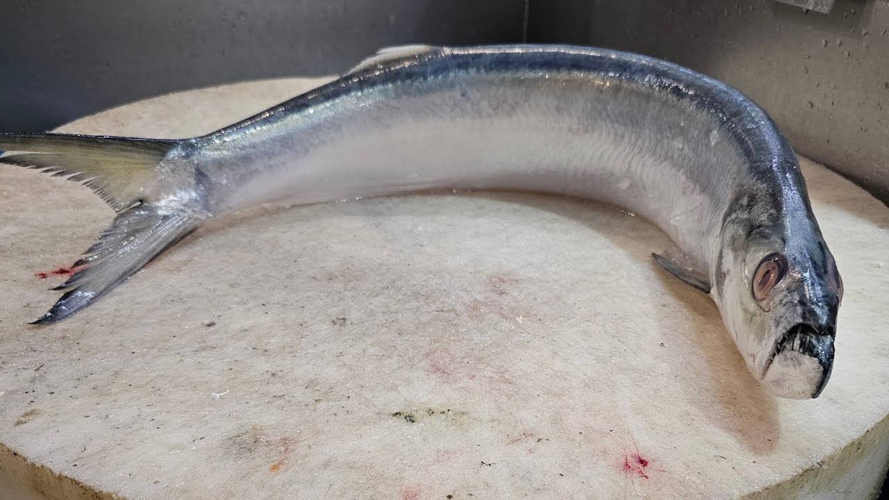 Dorab Wolf-herring Fish Cutting Skills#fish #fishcutting - YouTube