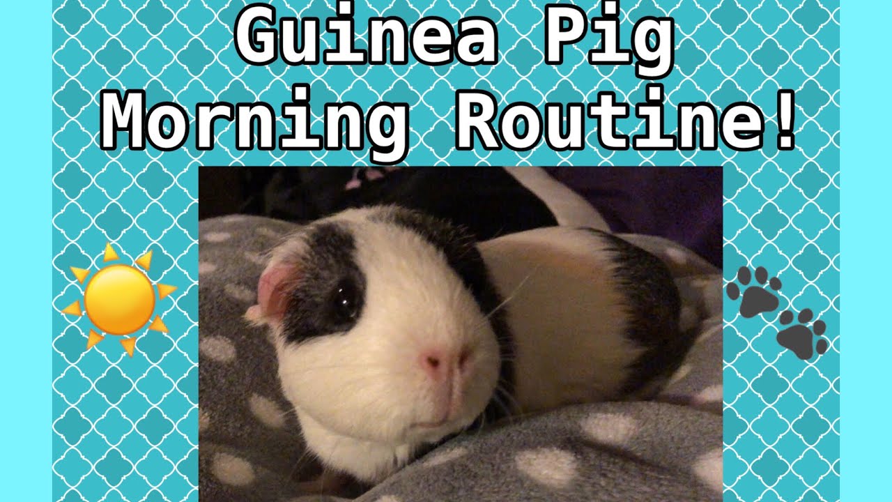 Guinea Pig Morning Routine! - YouTube