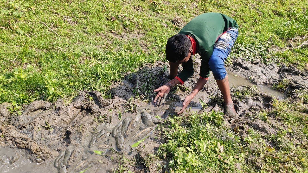 Fishing in Canal | Village by Hunting climbing perch fish in mud water ...