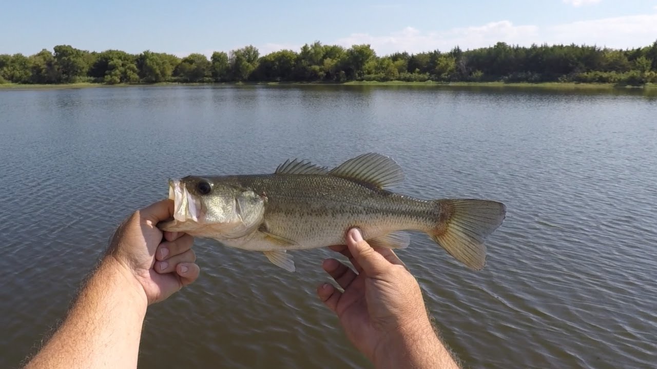 Bill Lewis Hammer Trap Review! Is It Worth Getting? - YouTube