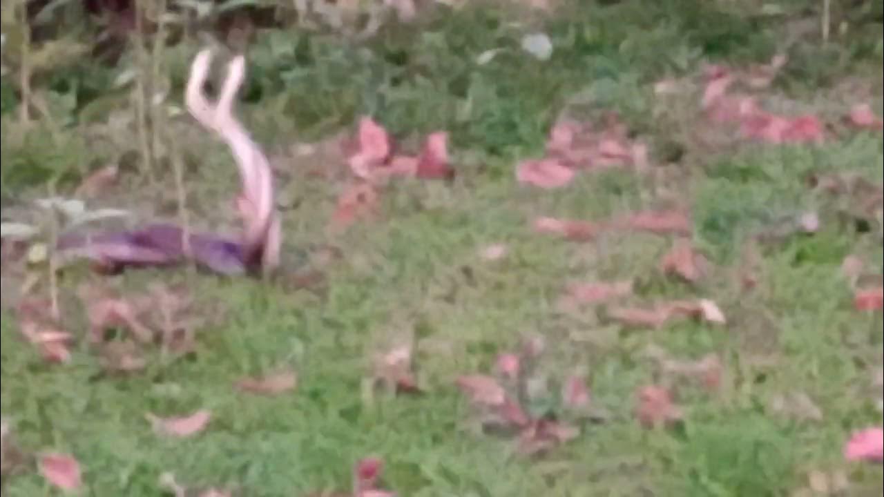 snake dancing - YouTube