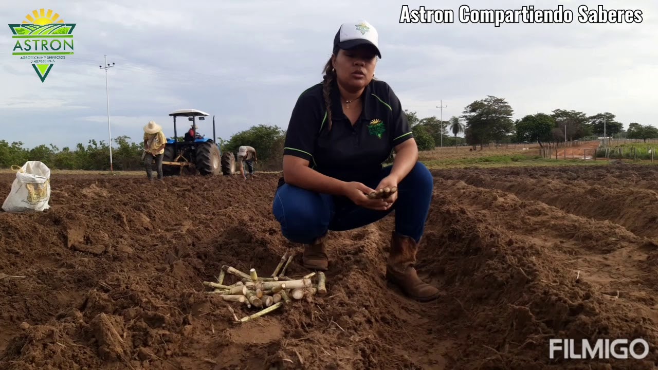 Establecimiento de Pasto de Corte Cuba 22 - YouTube