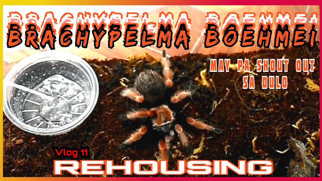 ENCLOSURE FOR BRACHYPELMA BOEHMEI | Guminhawa na ang paligid nya - vlog ...