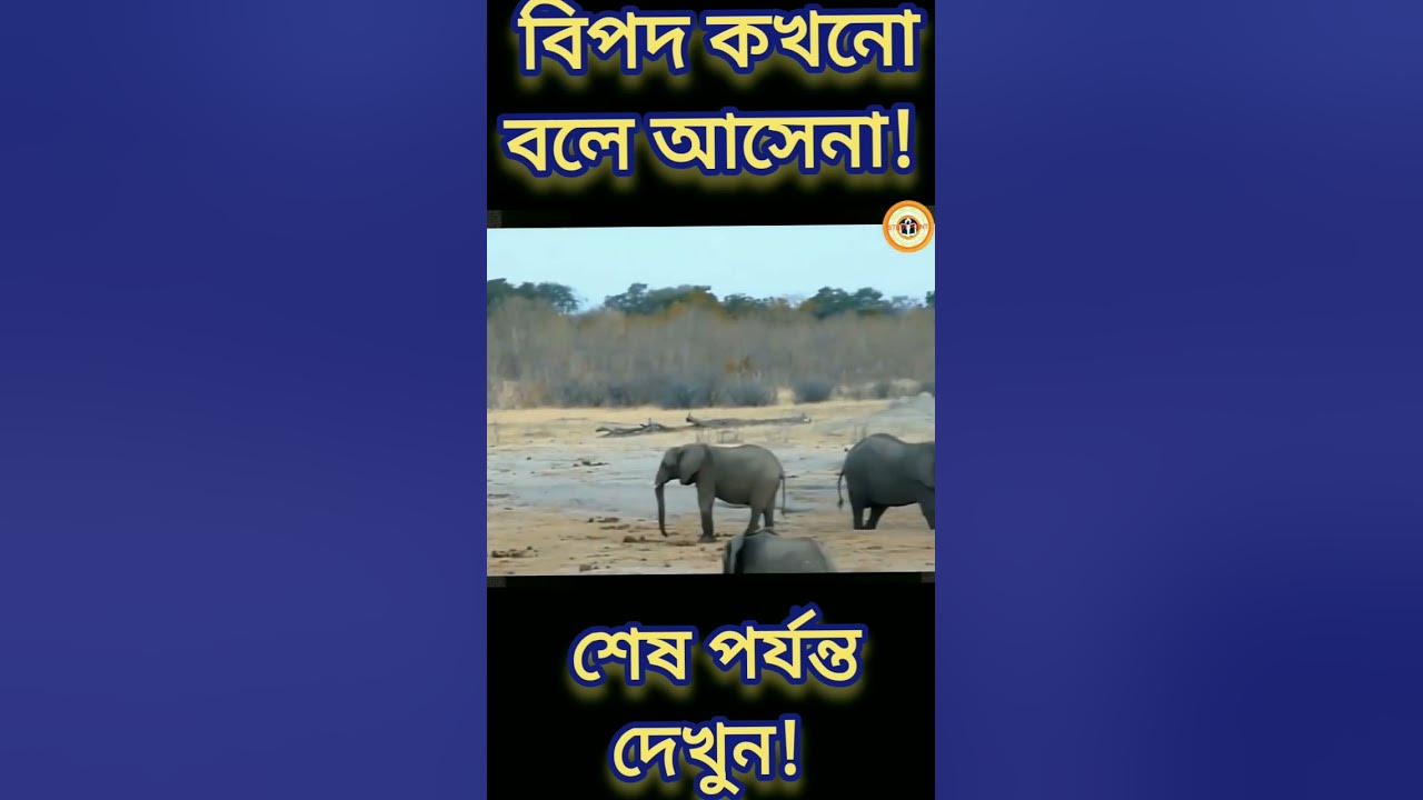 young elephant calf is separated from its herd and attacked by lions ...