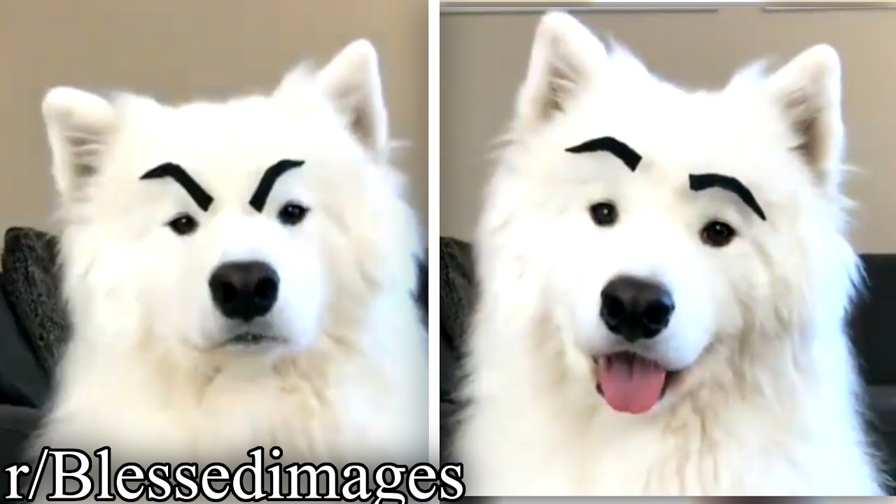 r/Blessedimages | BEST BOY - YouTube