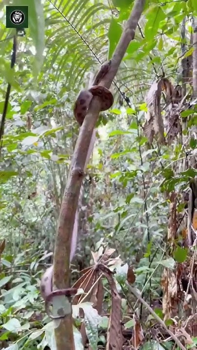 snake climbing tree - YouTube