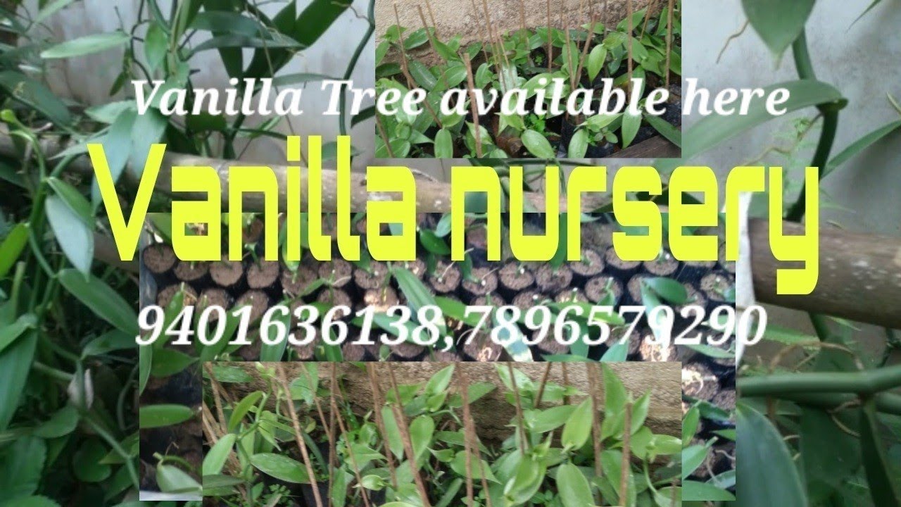 Vanilla Tree available here, Dudhnoi,Goalpara, Contact. 9401636138 ...