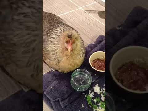 Chicken with gapeworm or respiratory infection? - YouTube