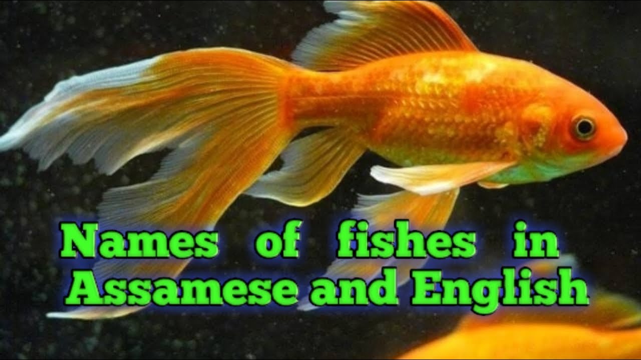 অসমীয়া আৰু ইংৰাজীত ৪০ বীধ মাছৰ নাম || Fish name in English & Assamese ...