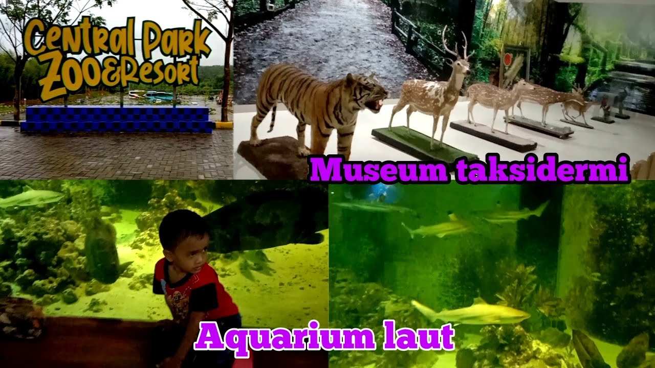 Museum Taksidermi & Aquarium laut Central Park zoo Medan Pancur batu ...