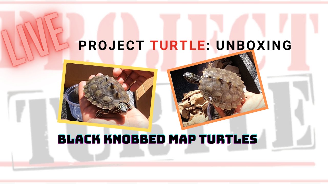LIVE Turtle Unboxing: Black Knobbed Map Turtles - YouTube