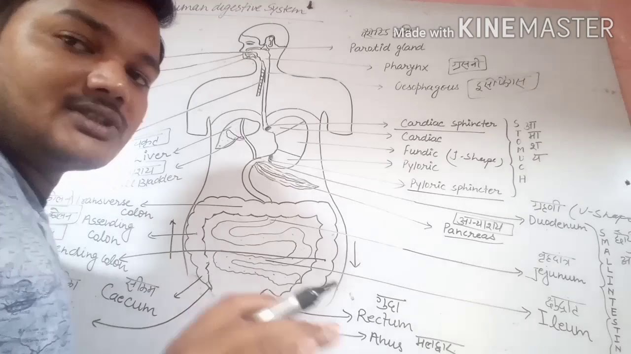 CLASS-10/11#HUMAN DIGESTIVE SYSTEM - YouTube