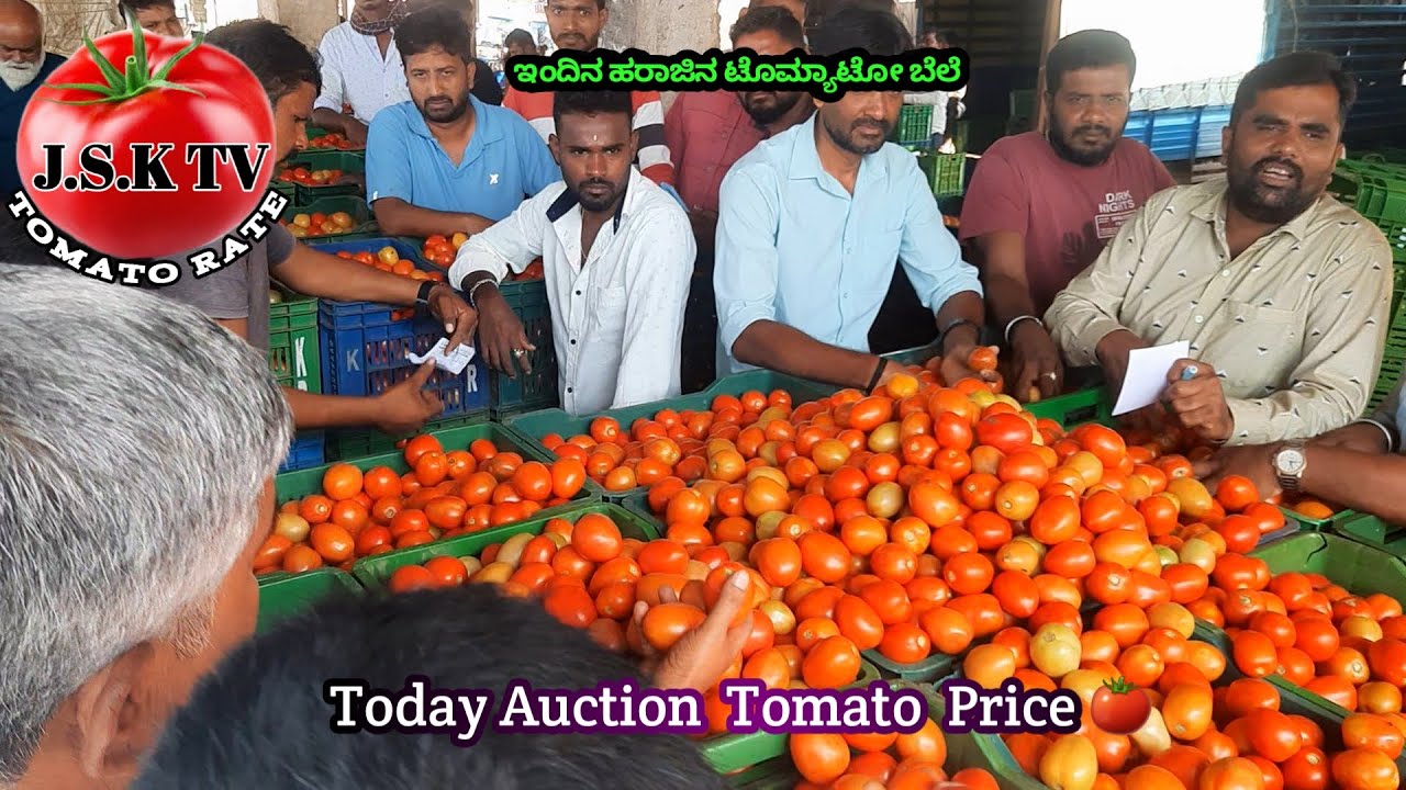 Tomato Price Today | live_auction_tomato_price| ಟೊಮೆಟೊ ಬೆಲೆ |Hybrid ...