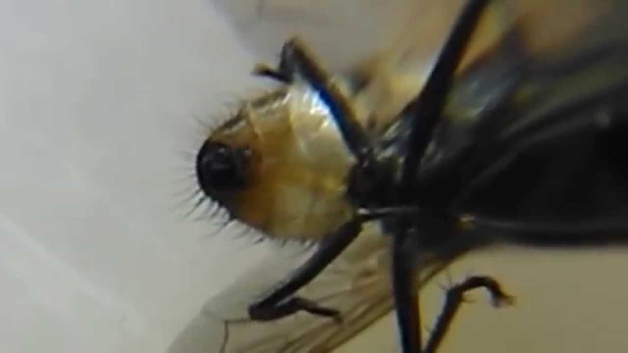 Fly Digestive system 3 - YouTube