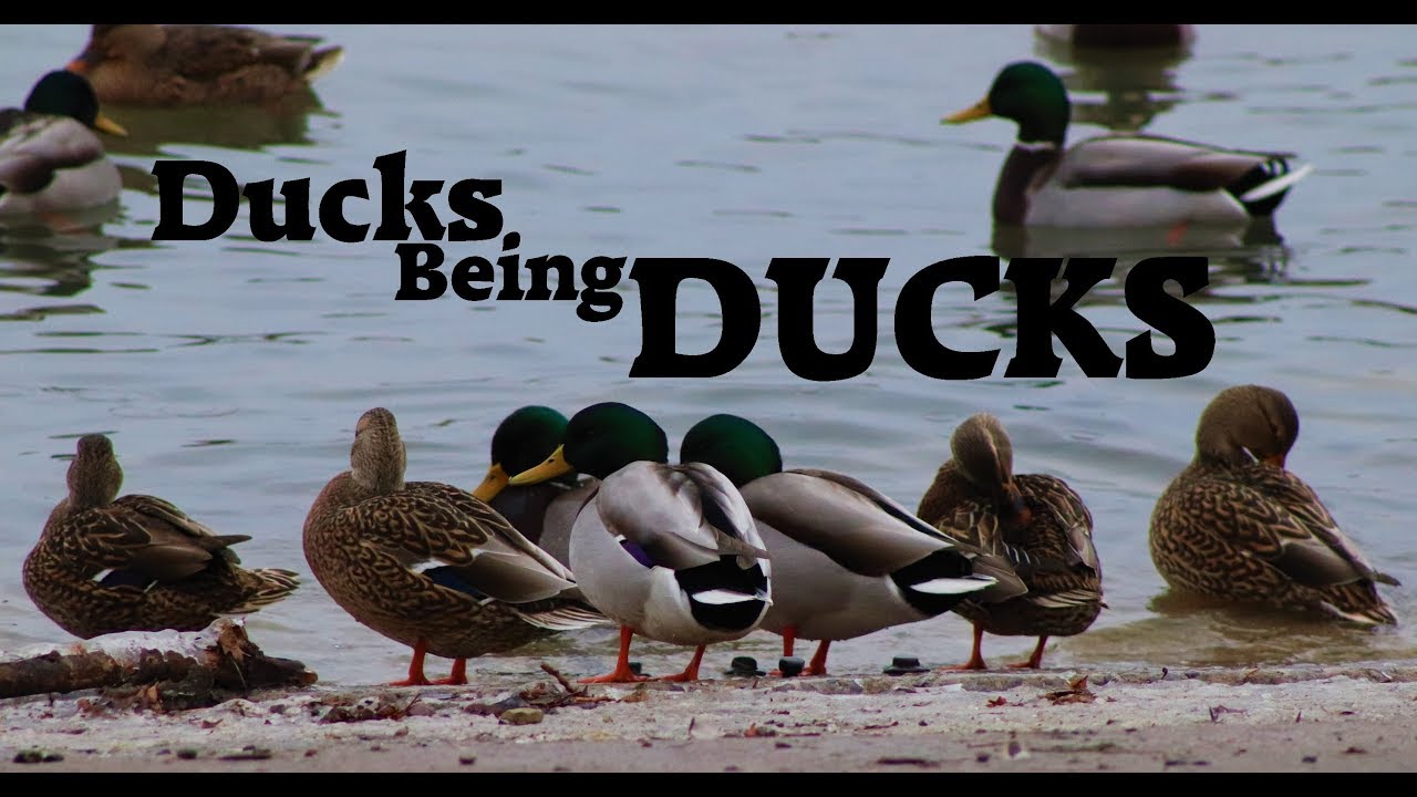 Duck Action. Ducks being Ducks - YouTube
