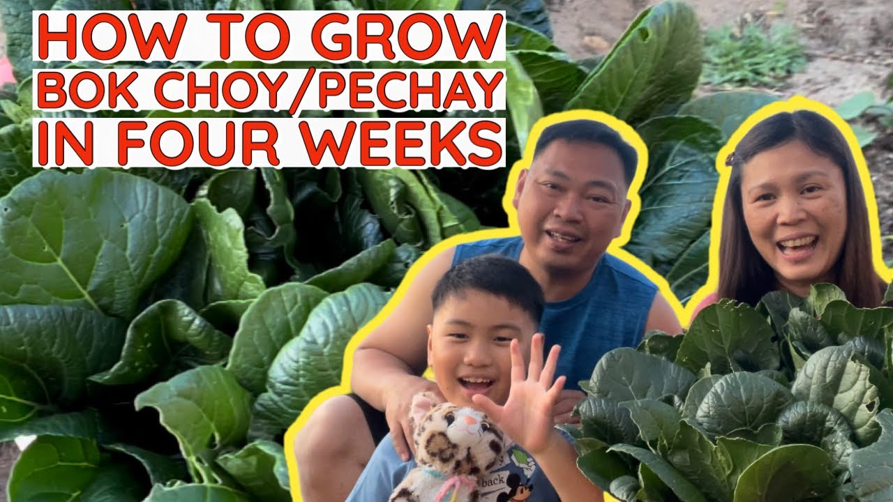 How to Grow and Harvest Bok Choy or Pechay in Four Weeks | Team Nicdao ...