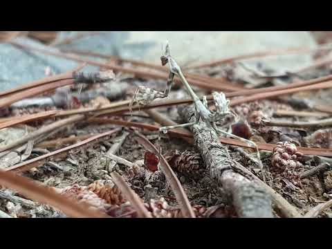 Peygamber Devesi | Mantid | Mantodea | Praying mantis