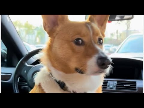 How a Corgi Trains for His First Race Ever at the Corgi Winter National ...